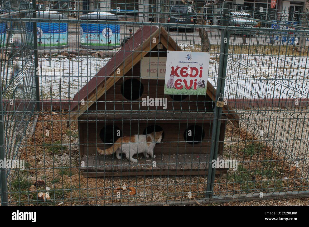The house cat hi-res stock photography and images - Alamy