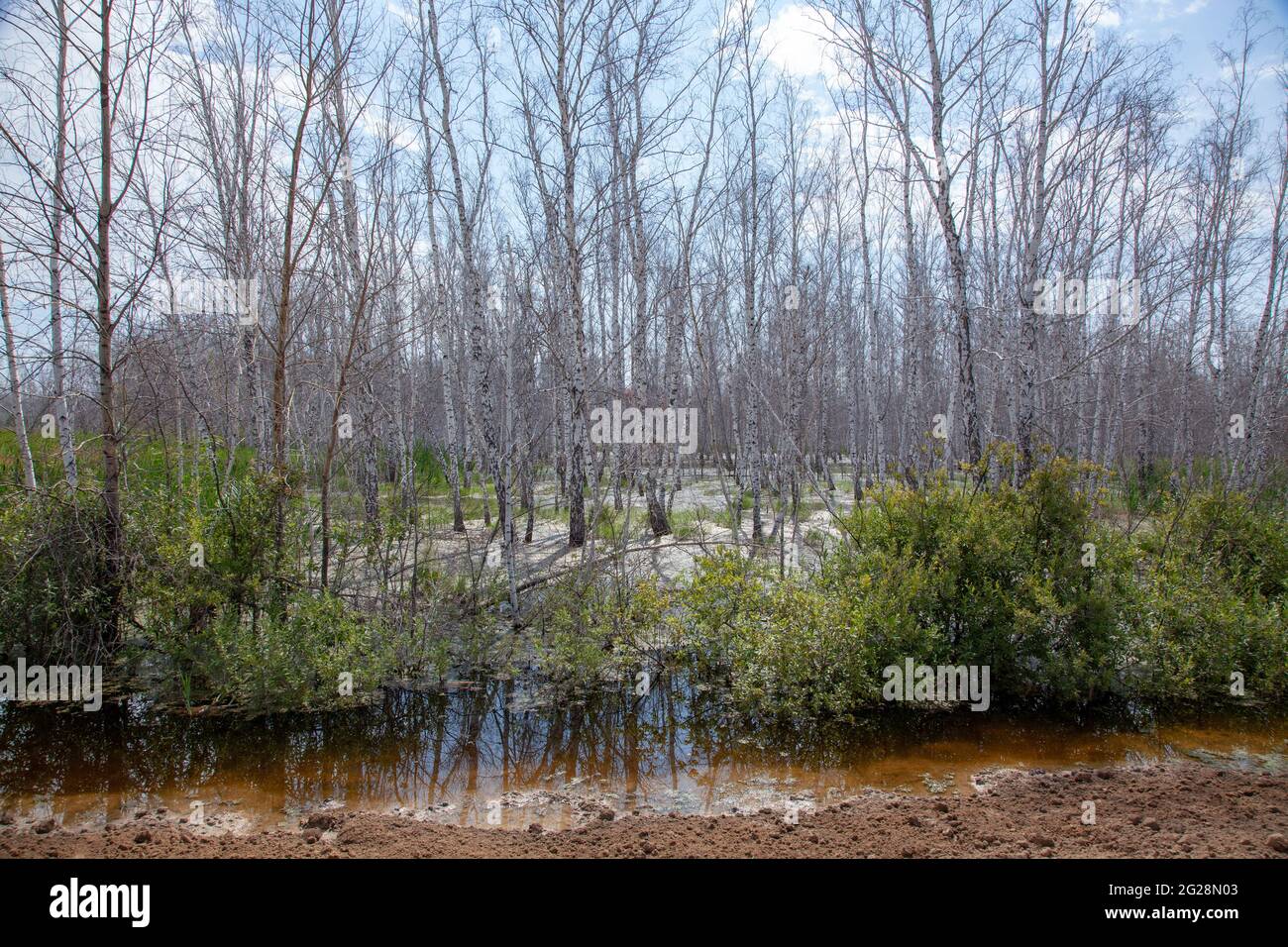 Swampy ecosystem hi-res stock photography and images - Alamy