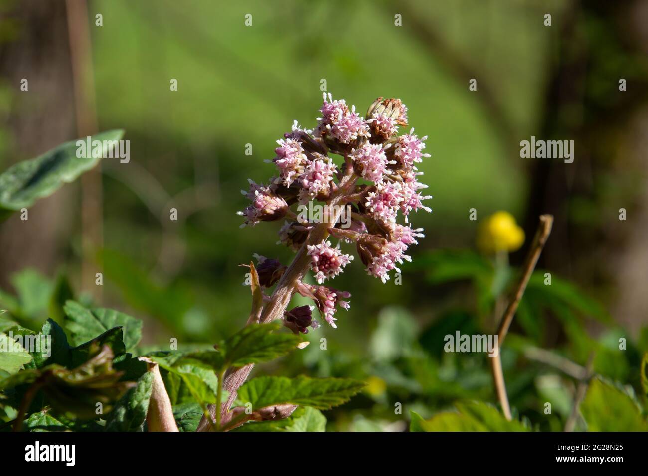 Purple blossom of the common butterbur, also called Petasites hybridus ...