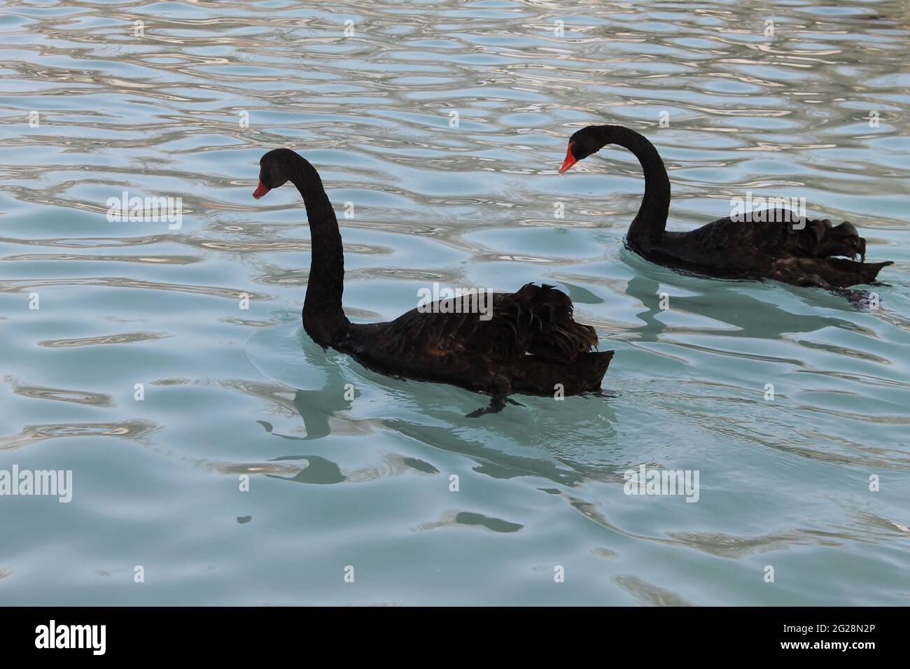 swans, ducks, birds in the culture park Stock Photo - Alamy