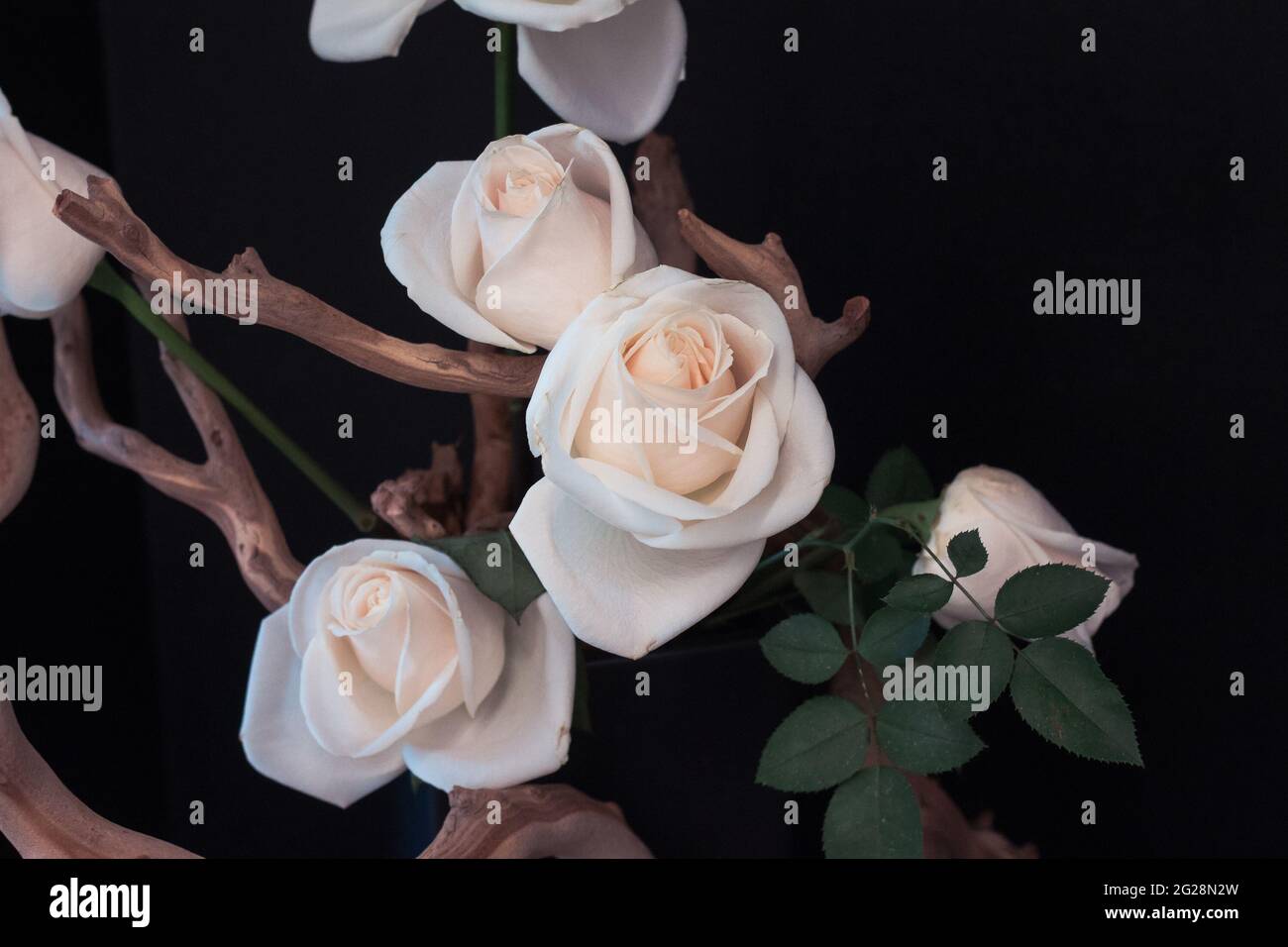 White roses on display at a flower show Stock Photo - Alamy