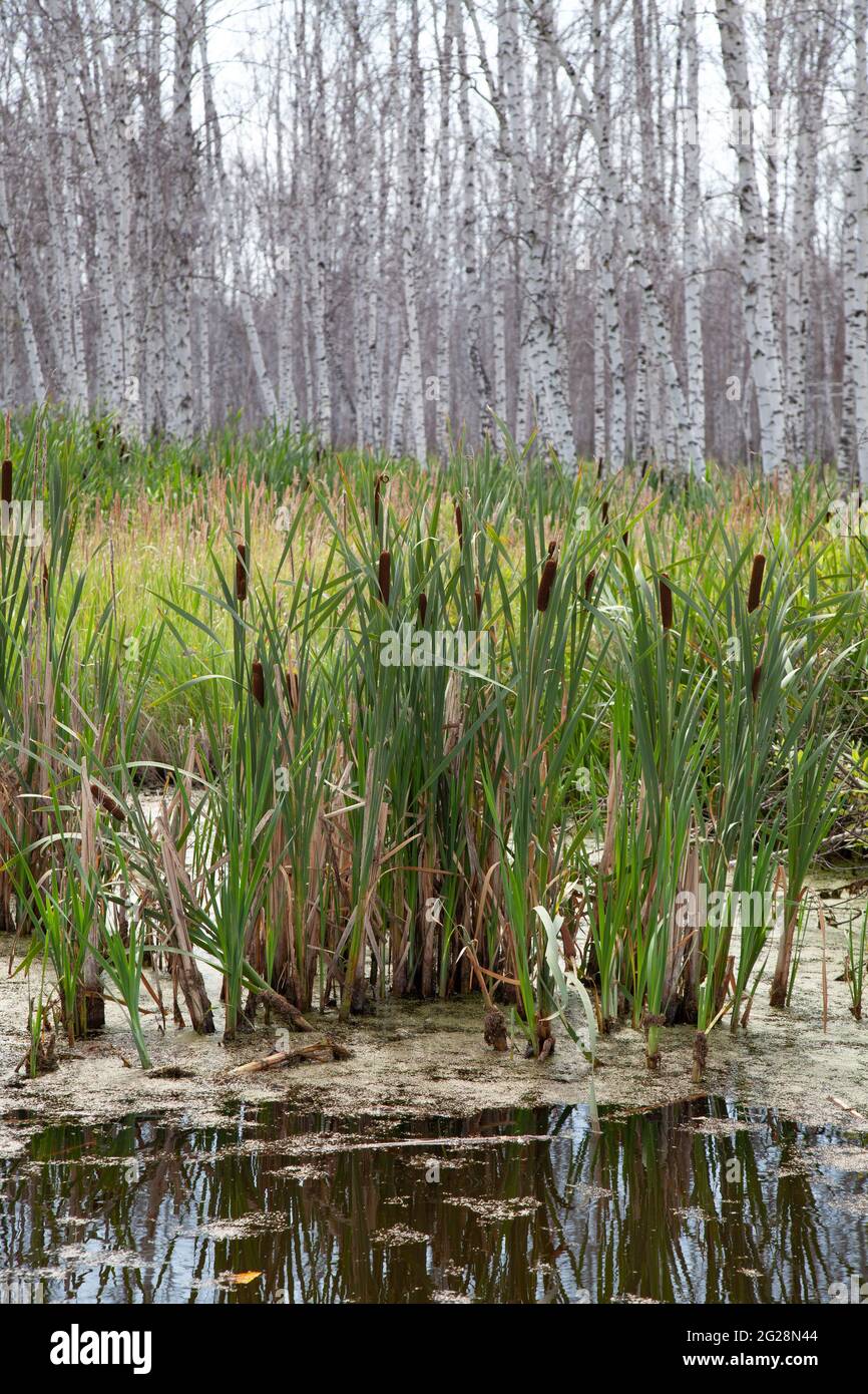 Swampy ecosystem hi-res stock photography and images - Alamy