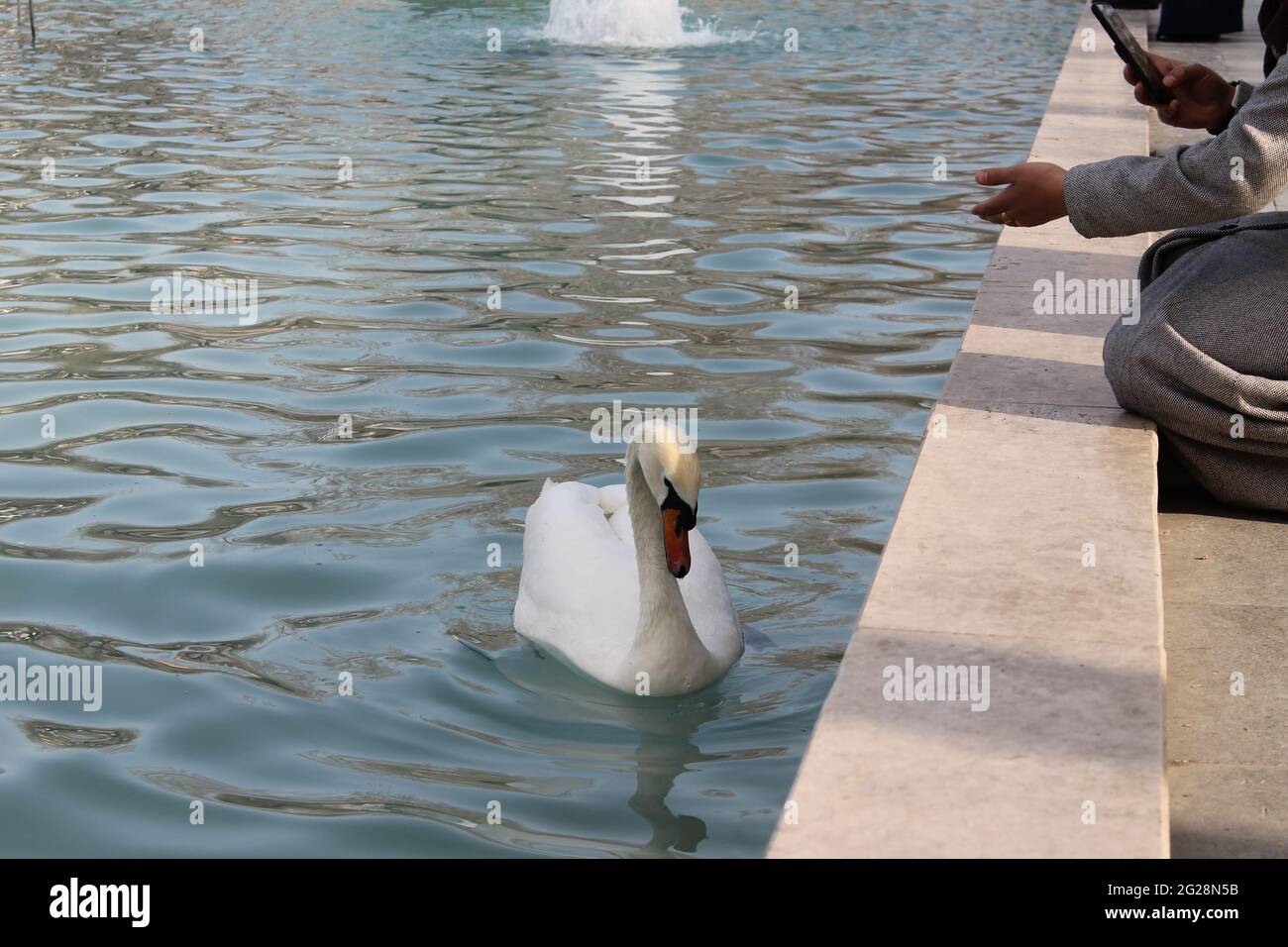 Elegant white and black swans swimming in the culture park pond Stock ...