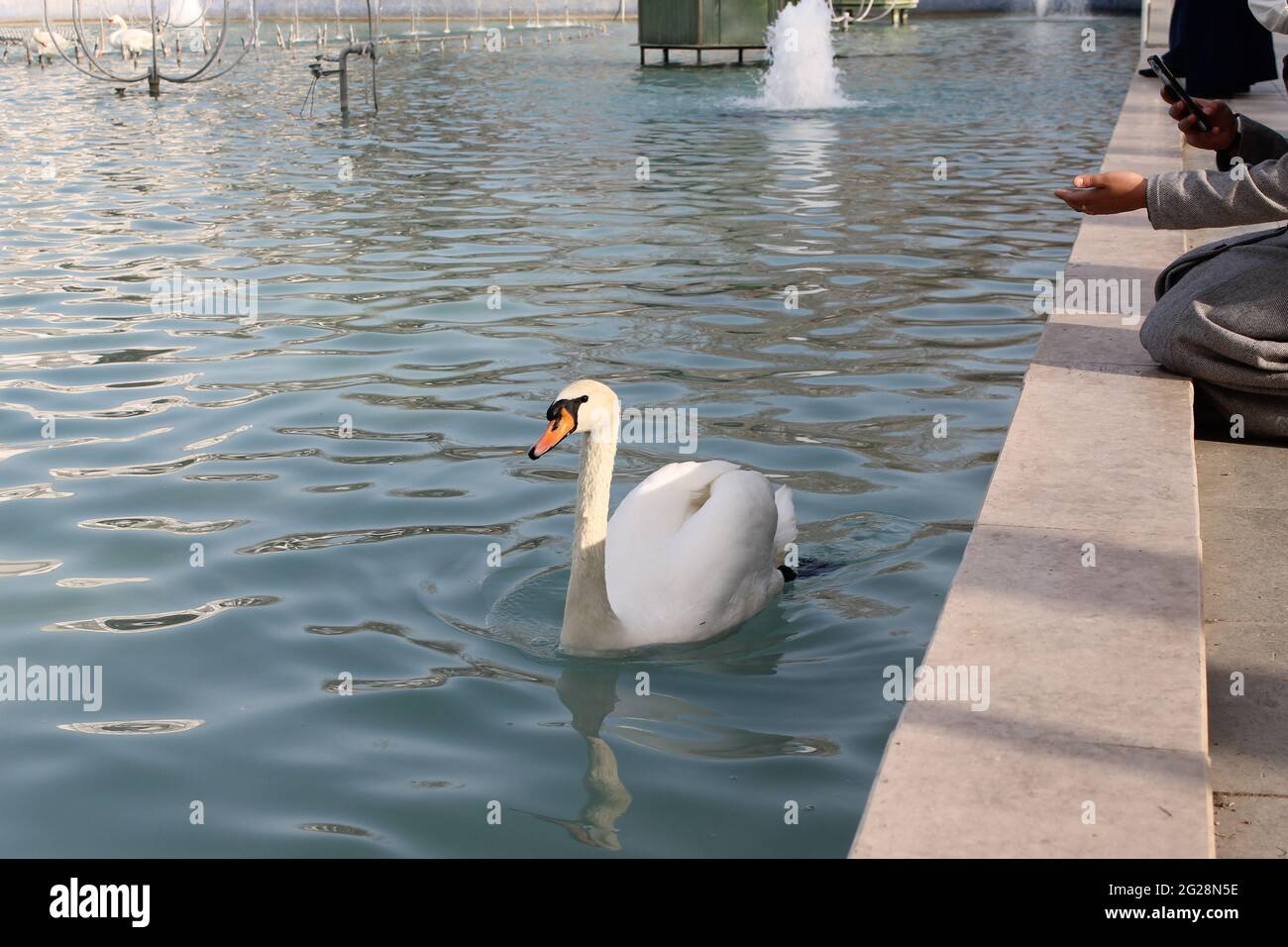 Elegant white and black swans swimming in the culture park pond Stock ...