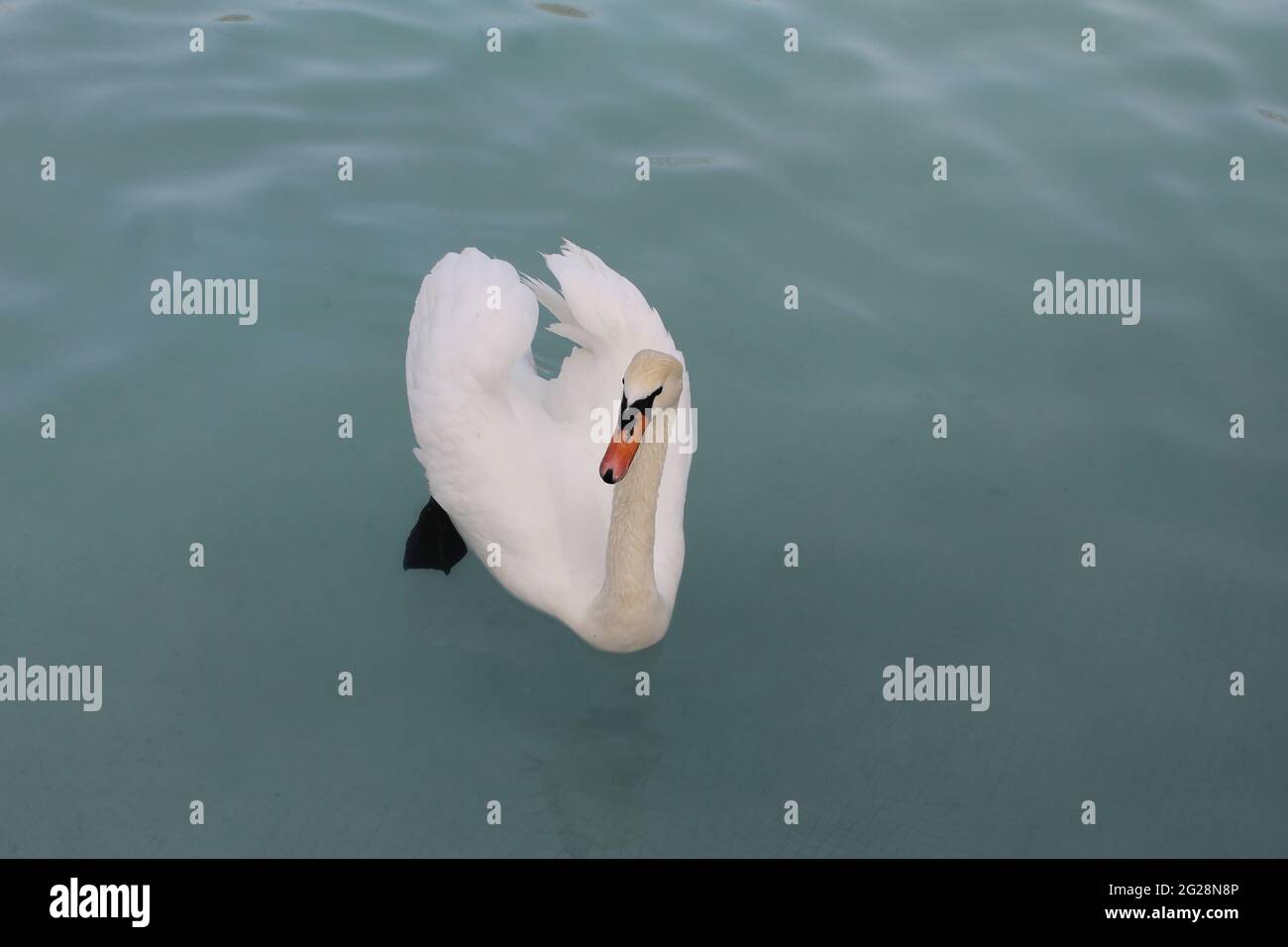 swans, ducks, birds in the culture park Stock Photo - Alamy