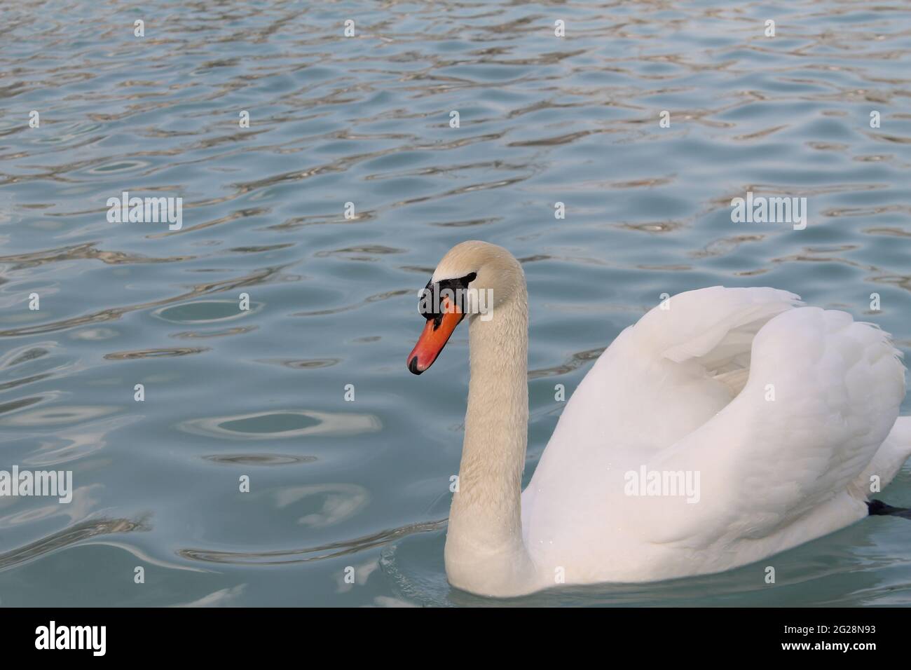 swans, ducks, birds in the culture park Stock Photo - Alamy
