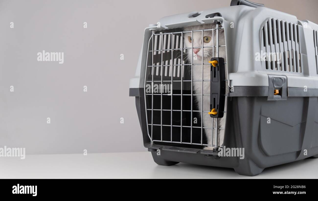 White fluffy cat in a cage for safe transportation of the animal ...