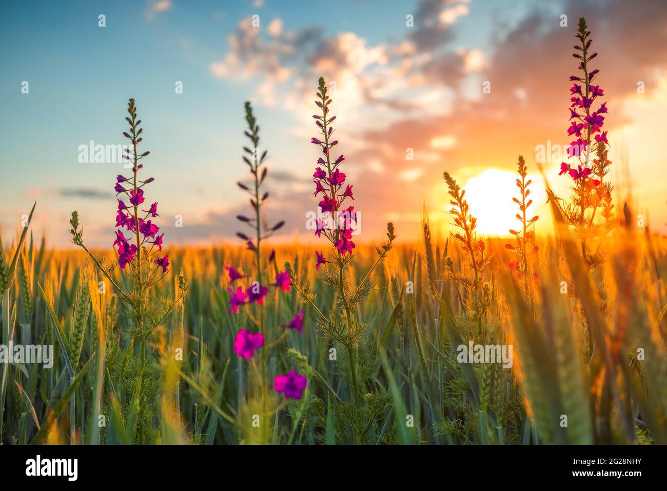 Wildflower field sunset hi-res stock photography and images - Alamy