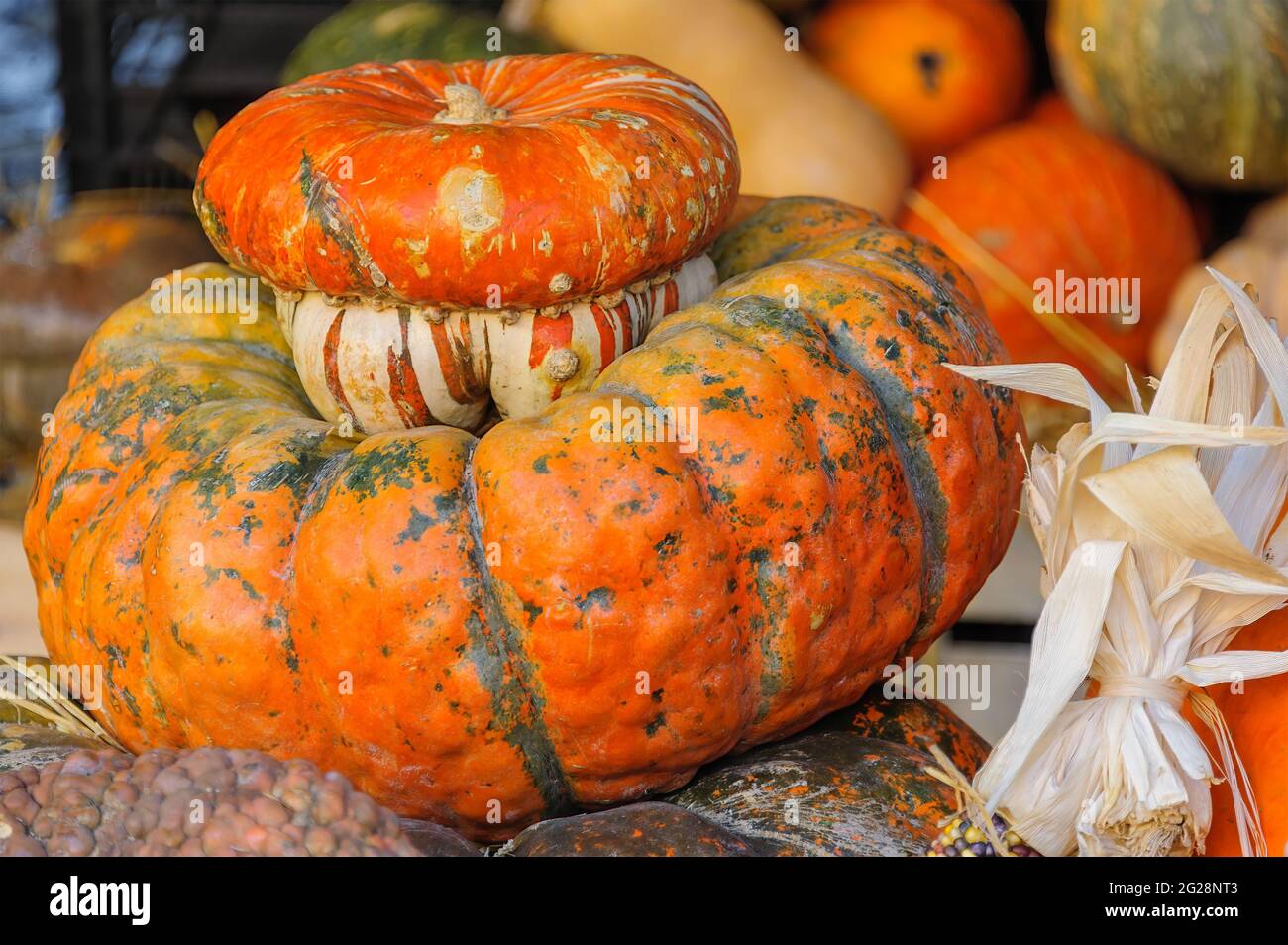 Display of colorful pumpkins with different sizes and shapes, species ...