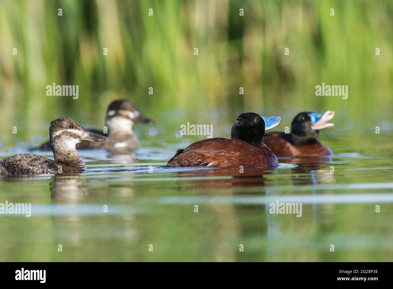 Lake Duck Oxyura vittata swimming in a lagoon, La Pampa Province ...