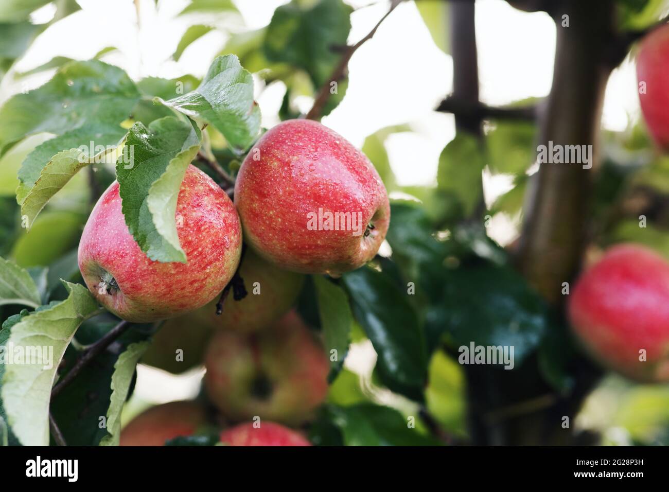 Farmer apples orchard hi-res stock photography and images - Alamy