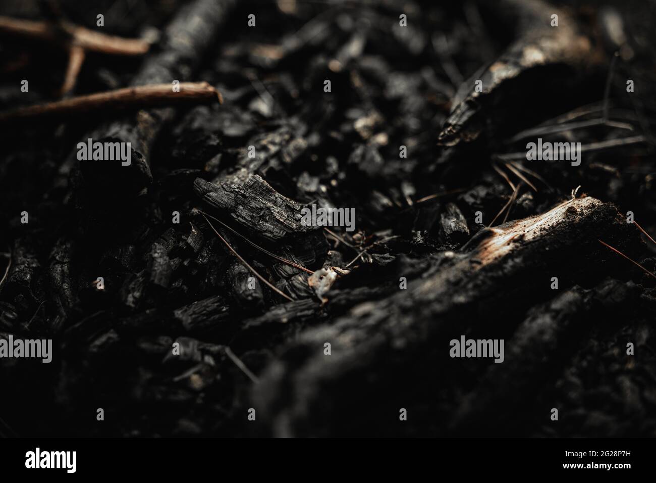 ingrown long roots of old trees dug into the ground Stock Photo - Alamy