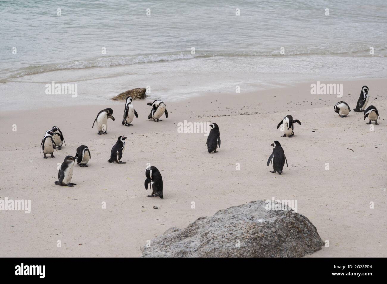 African penguin group closeup hi-res stock photography and images - Alamy