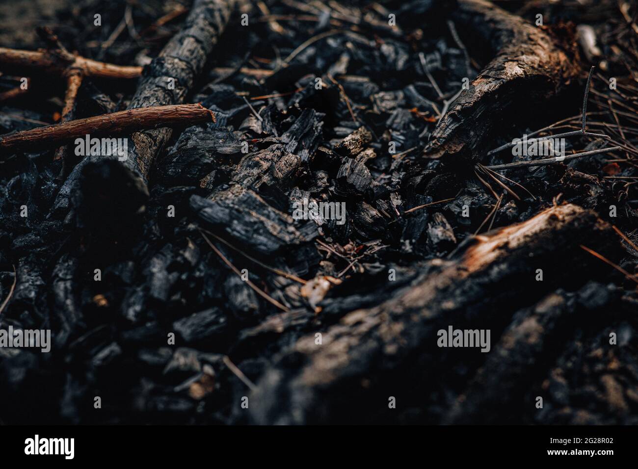 ingrown long roots of old trees dug into the ground Stock Photo - Alamy