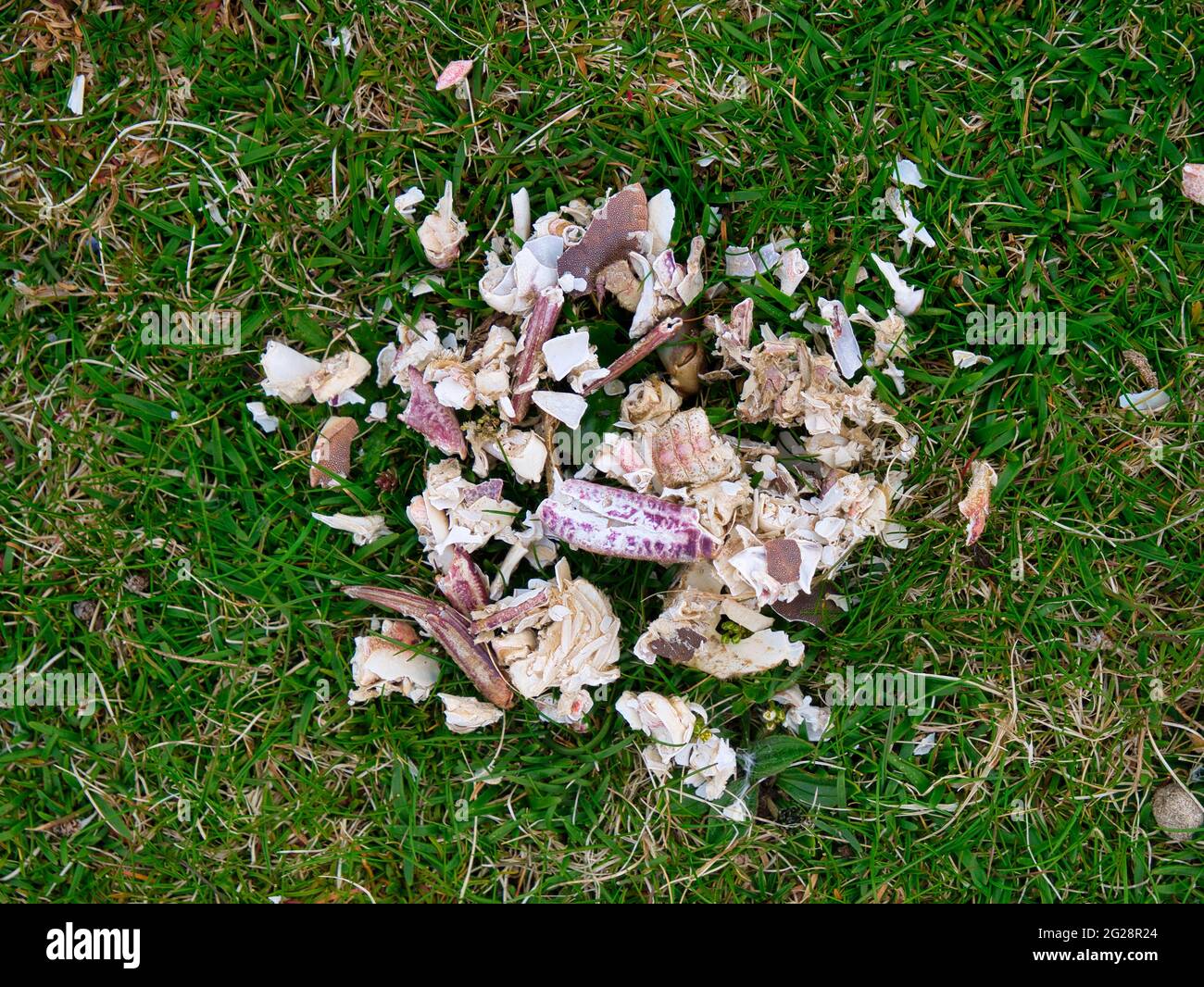 Indigestible food regurgitate hi-res stock photography and images - Alamy
