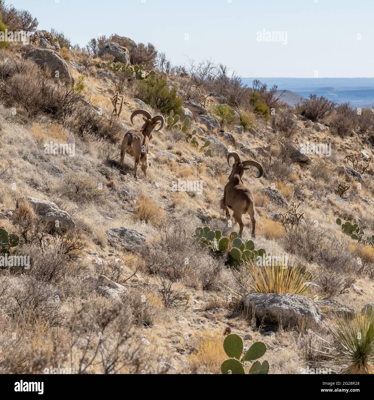 Two Male Barbary Sheep in Guadalupe Mountains in North Texas Stock ...