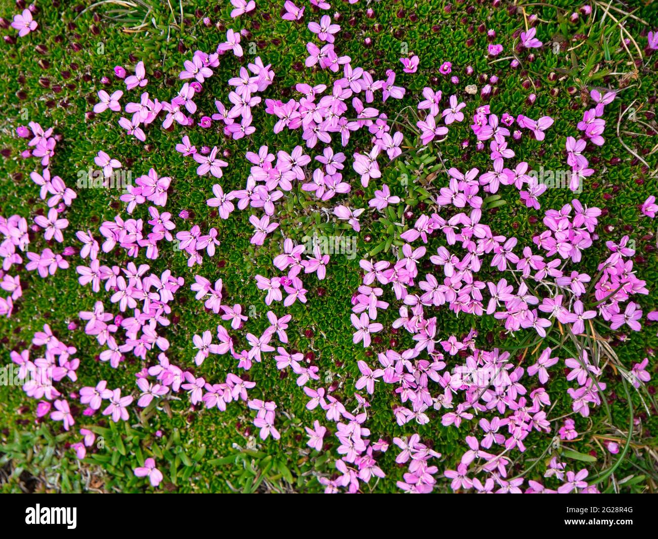 Silene acaulis, known as moss campion or cushion pink - pictured in ...