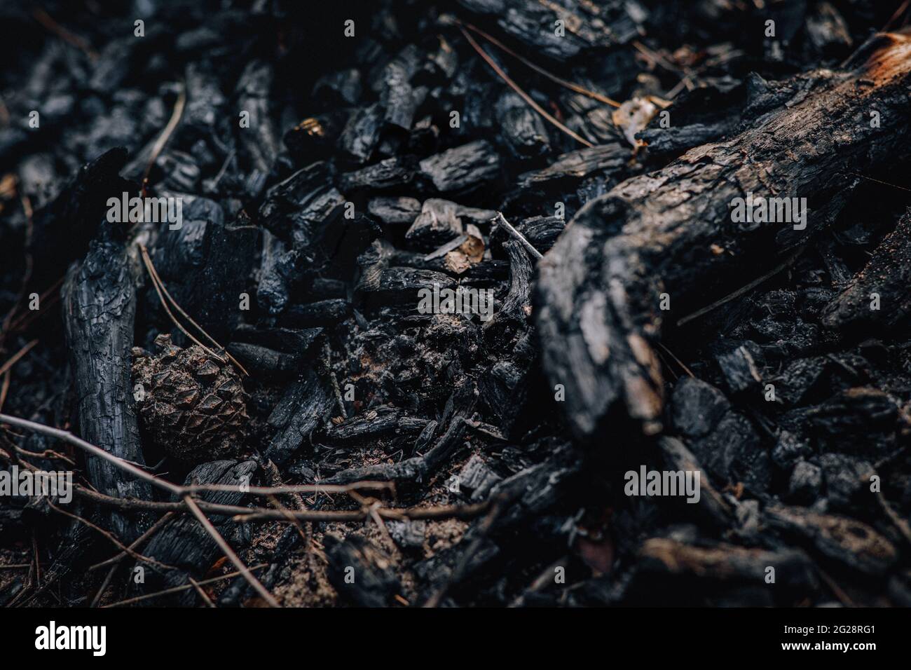 Oak tree roots underground hi-res stock photography and images - Alamy