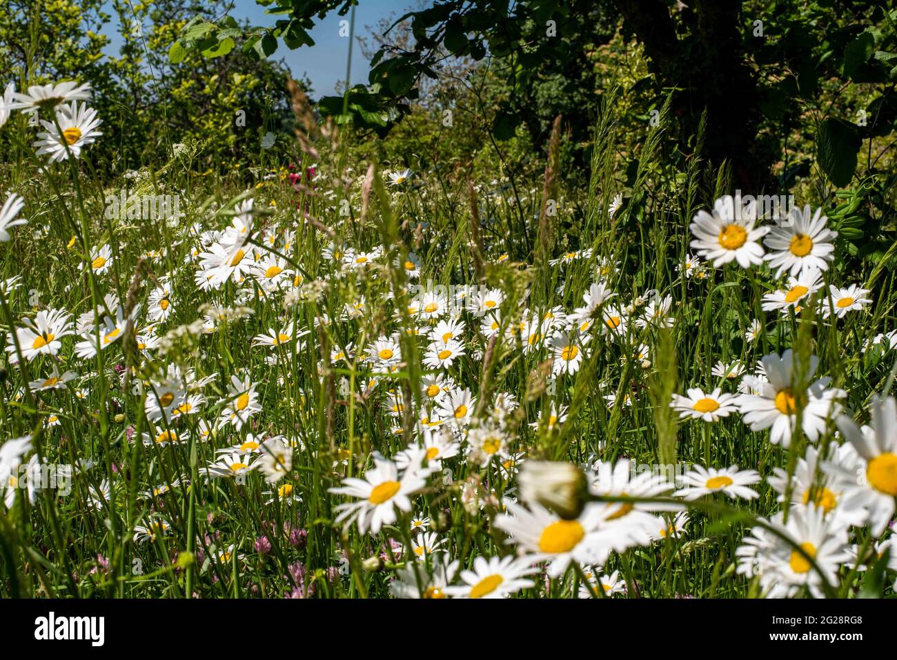 Rewilding flora hi-res stock photography and images - Alamy