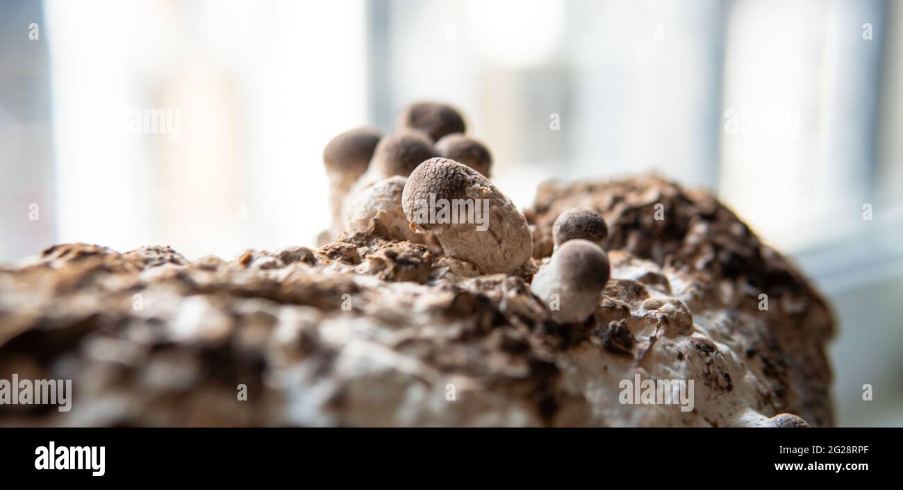 Shiitake Mushrooms on mycelium block. Traditional chinese medicine ...