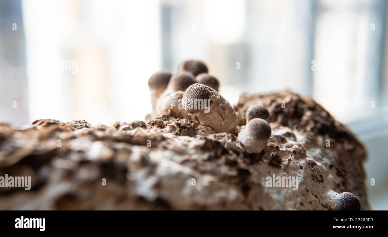 cultivation of shiitake mushrooms. Growing mushrooms at home Stock ...