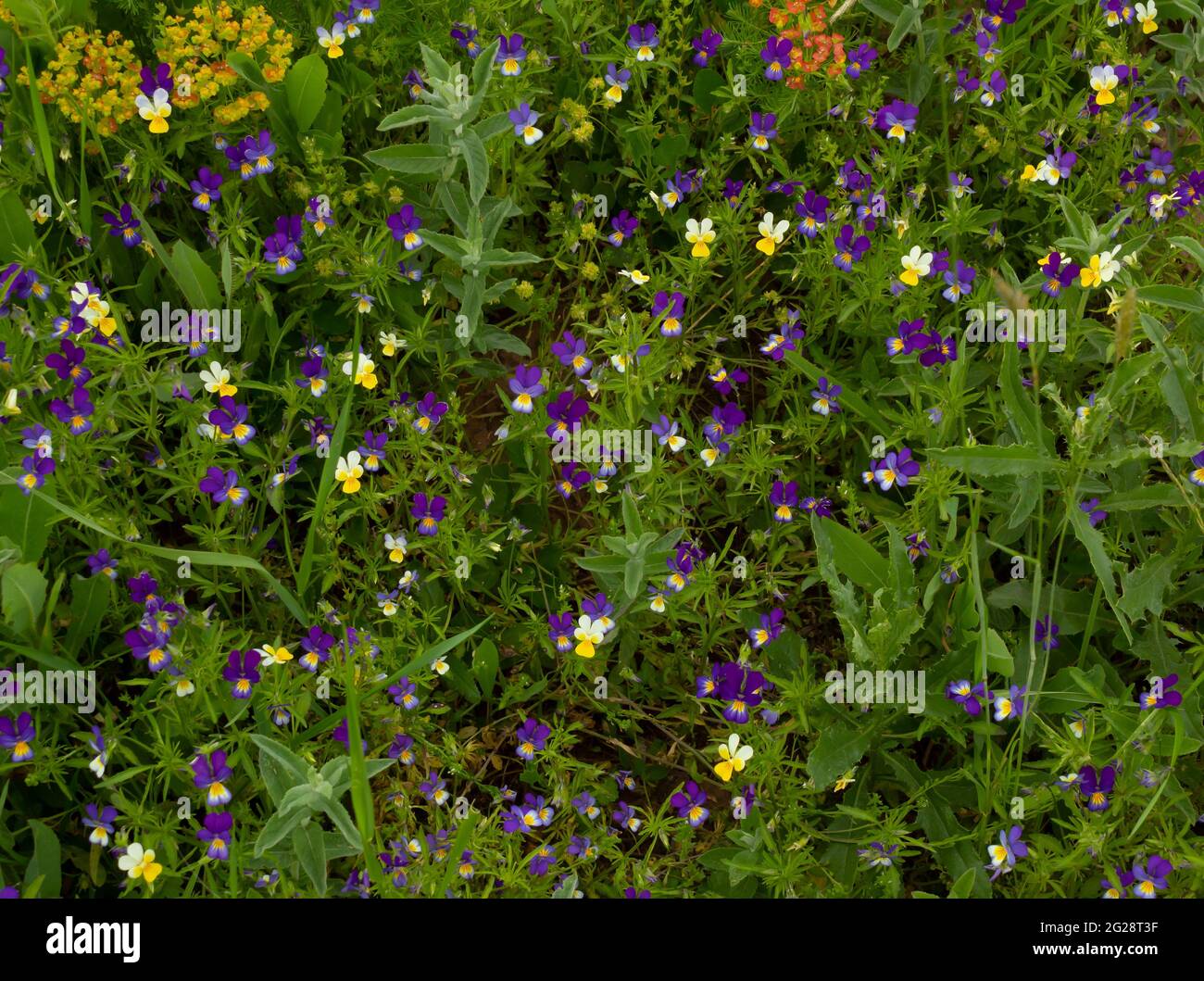 Purple and blue flower combination hi-res stock photography and images ...