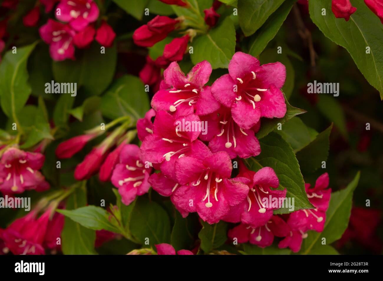Beautiful flowers with leaves hi-res stock photography and images - Alamy