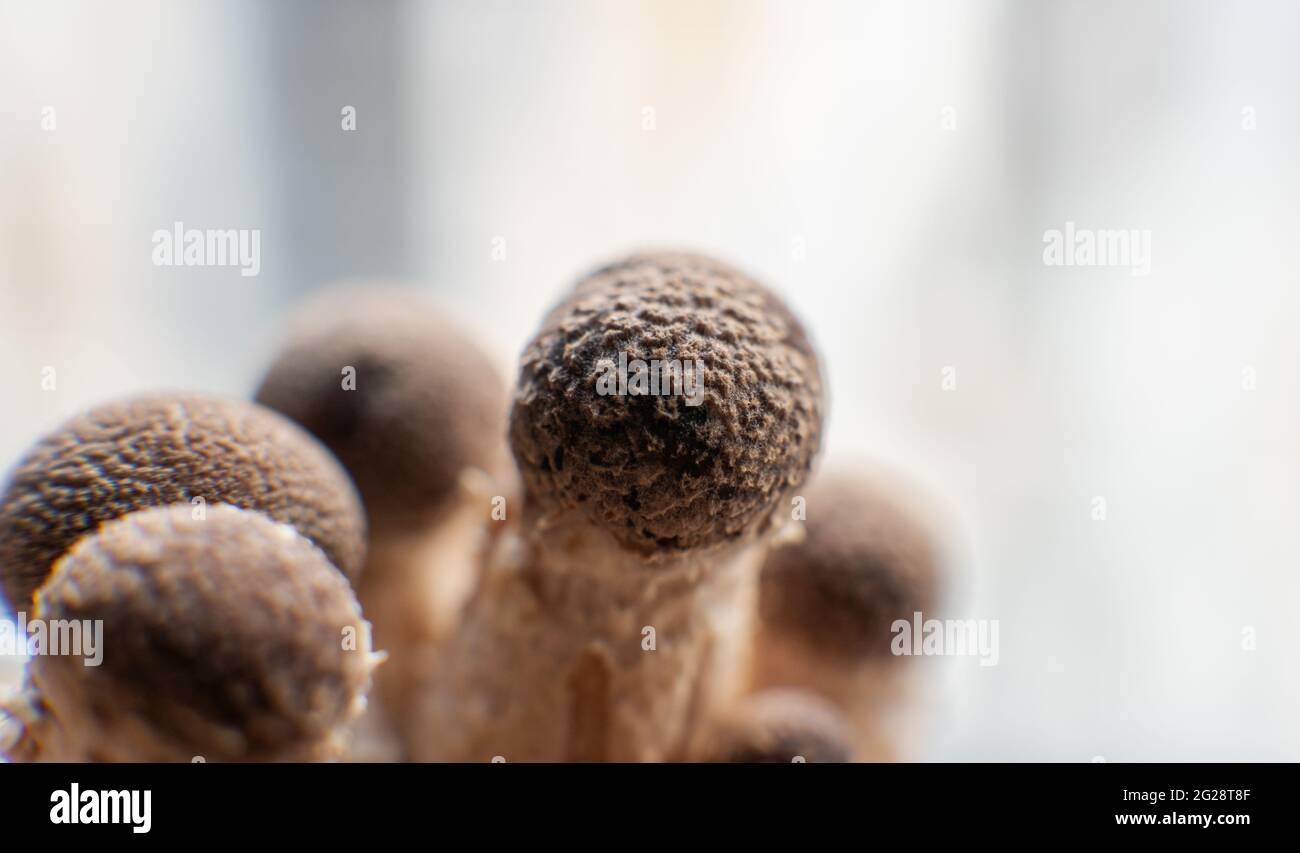 cultivation of shiitake mushrooms. Growing mushrooms at home Stock ...