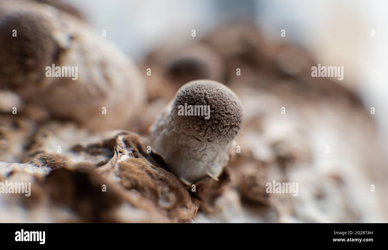 Mycelium Block High Resolution Stock Photography and Images - Alamy