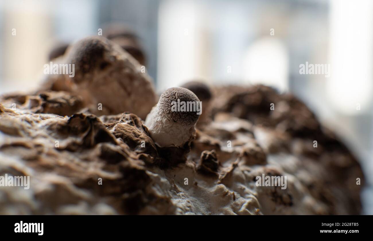 Growing Shiitake Mushrooms at Home Stock Photo - Alamy