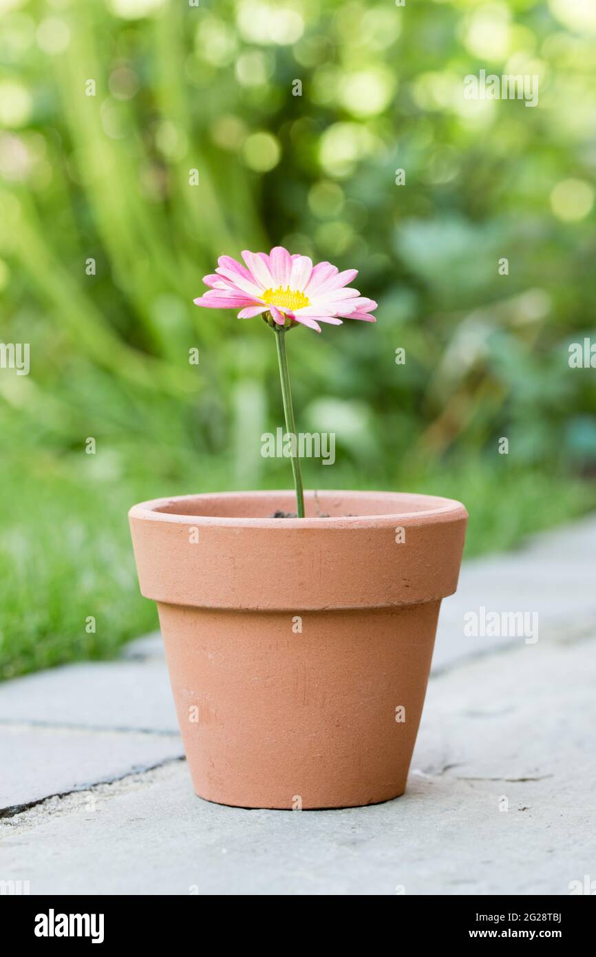 Potted daisies hi-res stock photography and images - Alamy