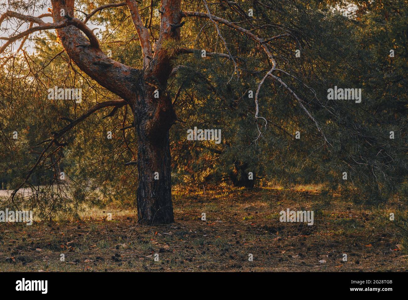 tall trees in the forest grow in the sun Stock Photo - Alamy
