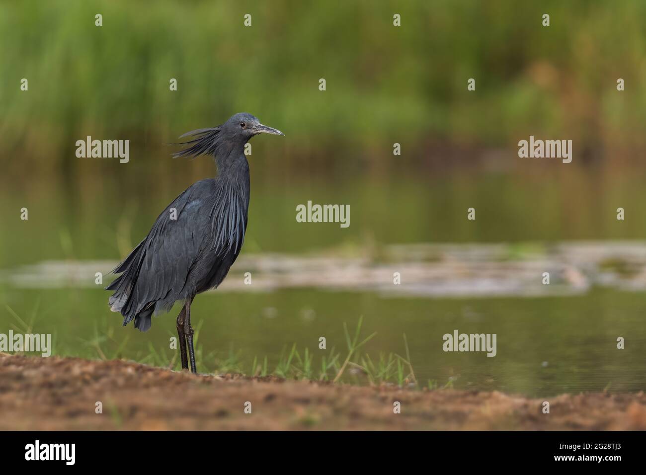 Black Heron - Egretta ardesiaca, beautiful black heron from African ...