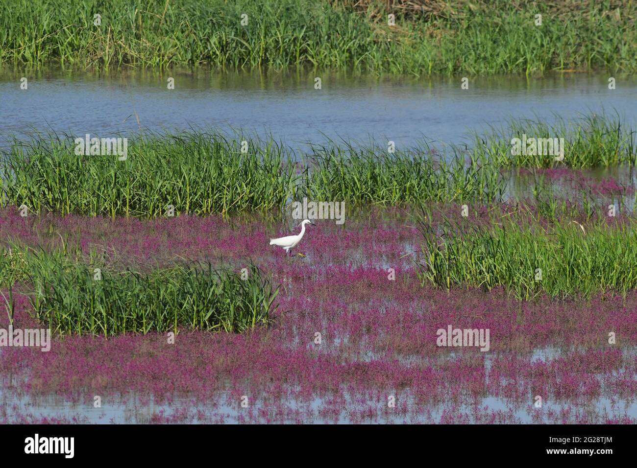 Suaeda salsa hi-res stock photography and images - Alamy