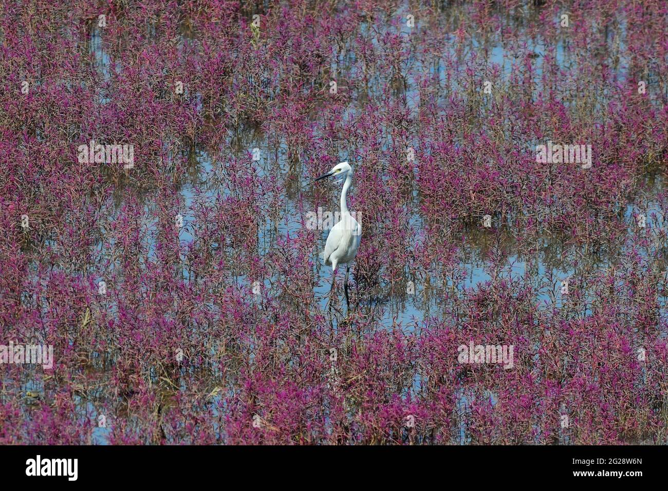 Suaeda salsa hi-res stock photography and images - Alamy