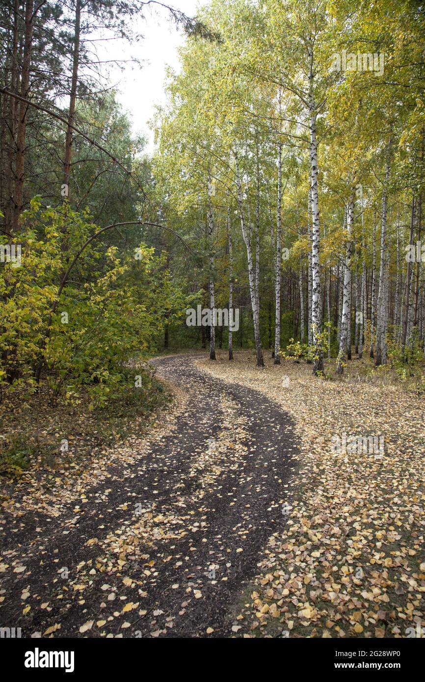 Birch tree grove white hi-res stock photography and images - Alamy