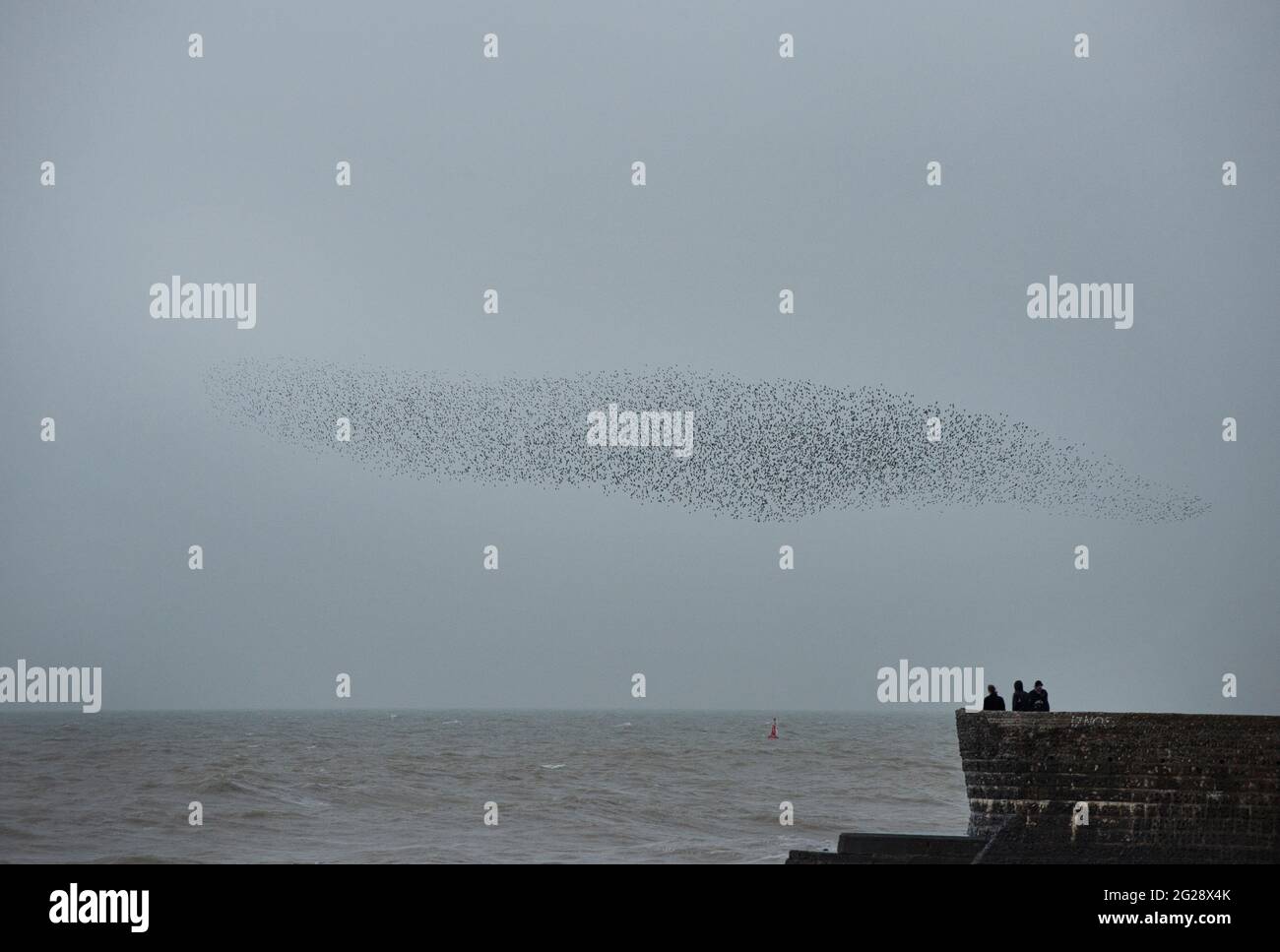 Murmuration hi-res stock photography and images - Alamy