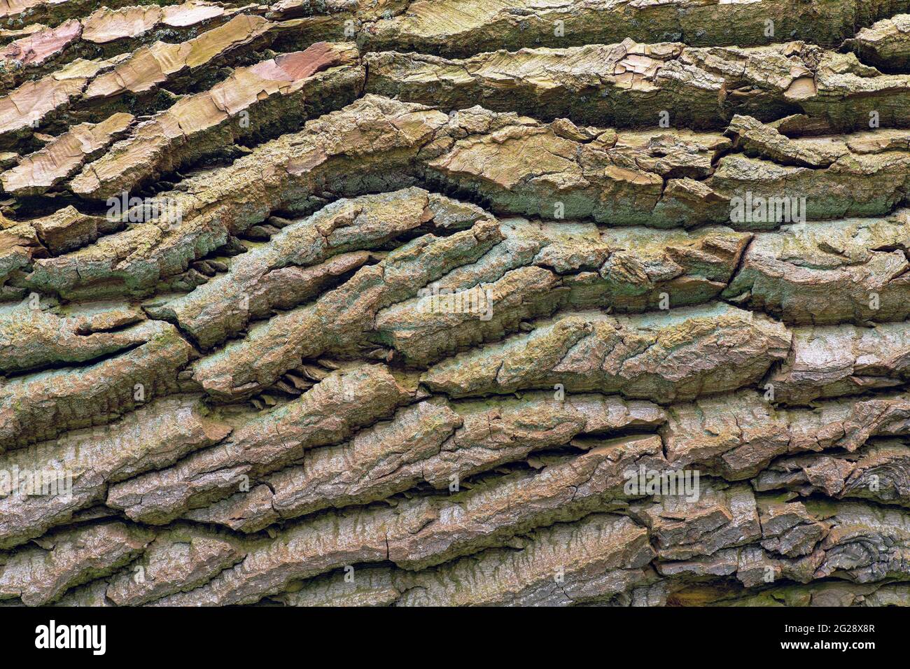 Old poplar tree bark Stock Photo - Alamy