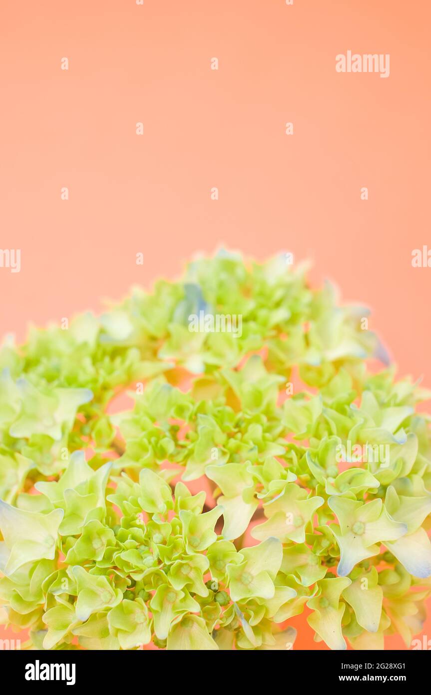 Vertical shot of a green hydrangea on a peach surface Stock Photo - Alamy