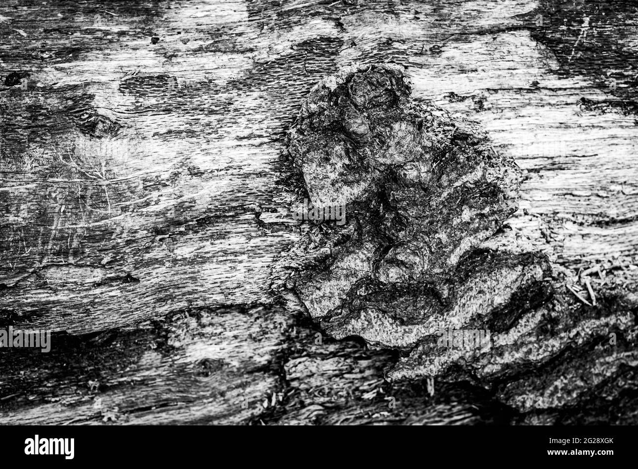 A close image of a dead tree showing the lines, contours and wrinkles ...