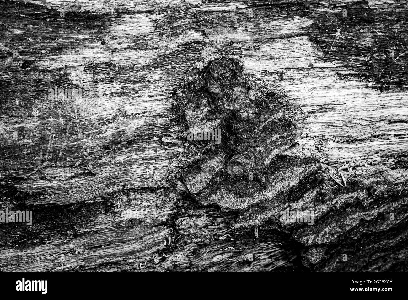 Bark of a larch Black and White Stock Photos & Images - Alamy