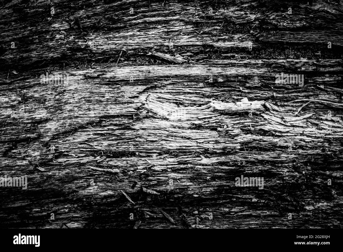 A close image of a dead tree showing the lines, contours and wrinkles ...