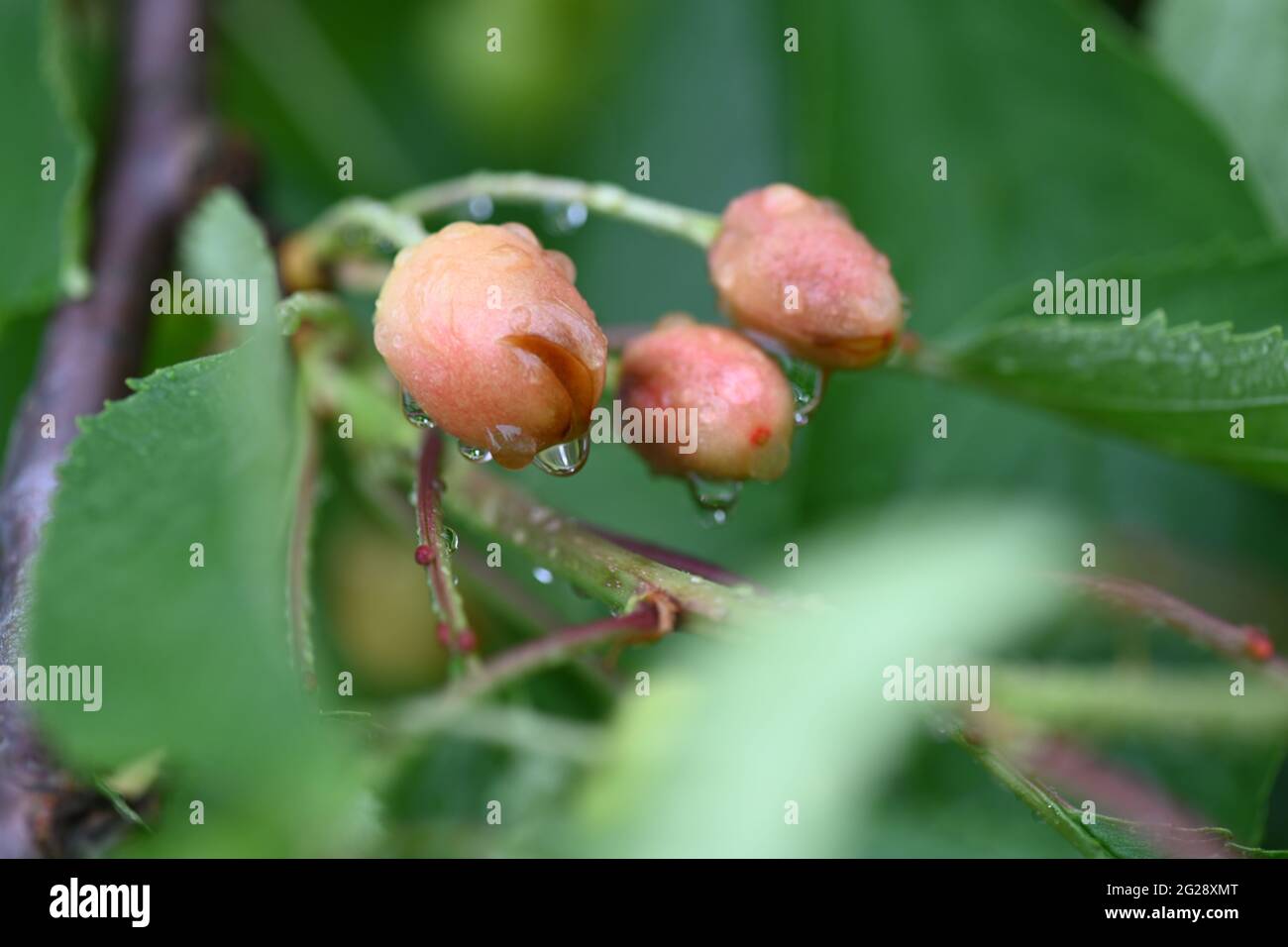 Pressure marks hi-res stock photography and images - Alamy