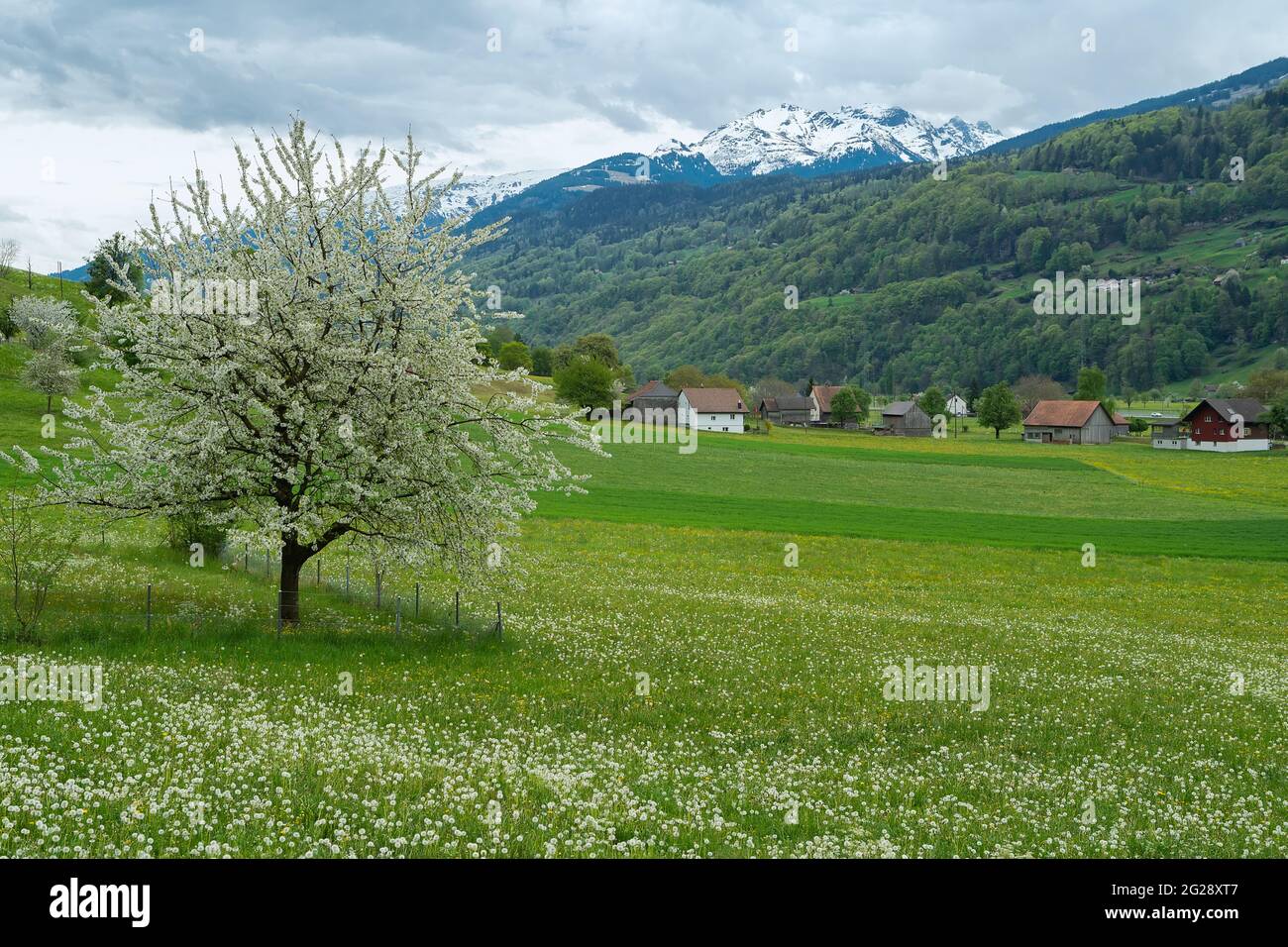 Spring meadows and fields landscape with cottage houses in Switzerland ...