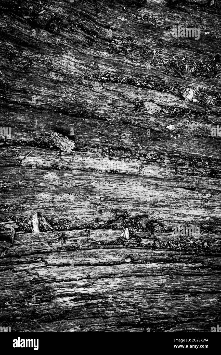 A close image of a dead tree showing the lines, contours and wrinkles ...