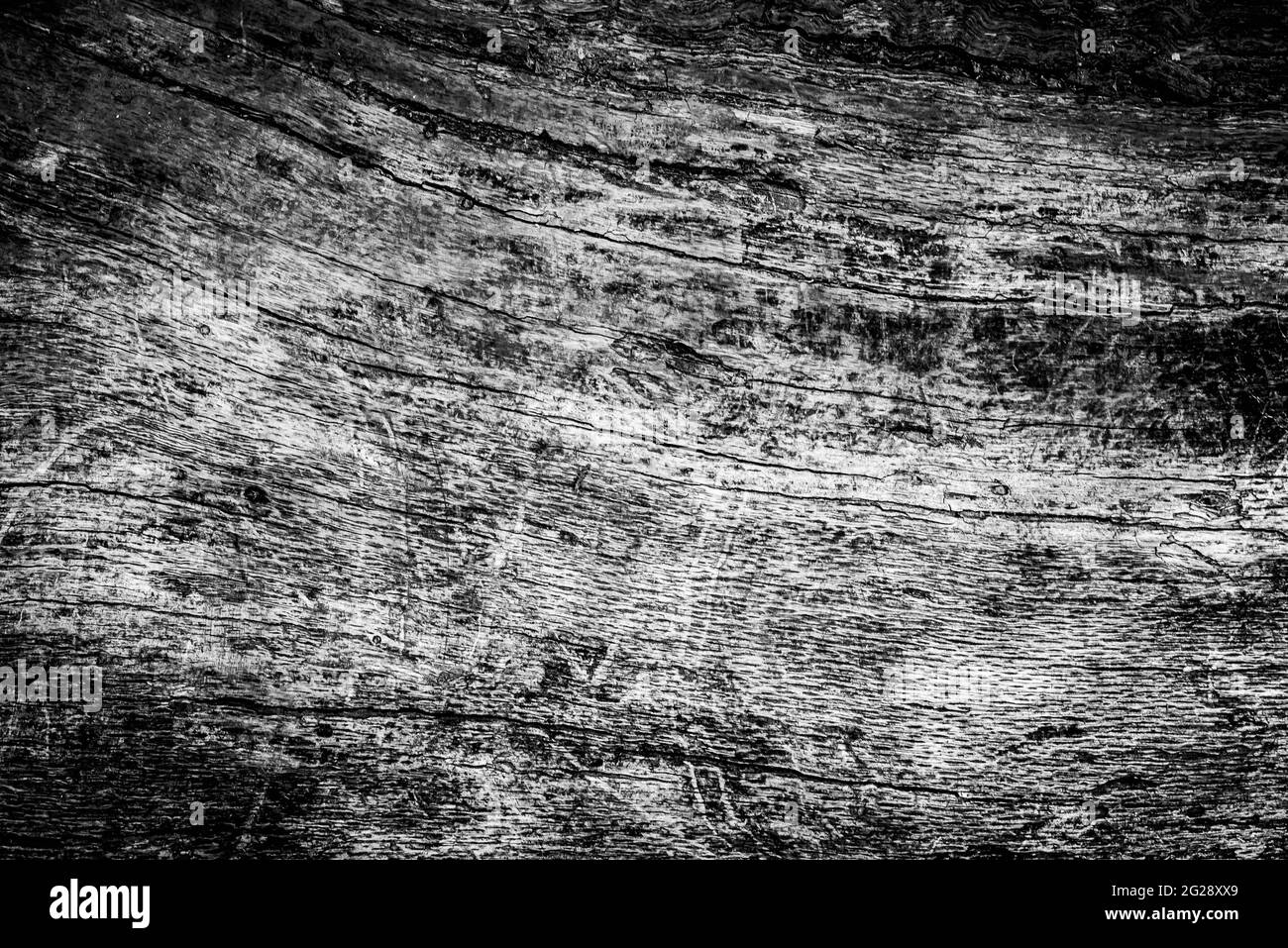 A close image of a dead tree showing the lines, contours and wrinkles ...