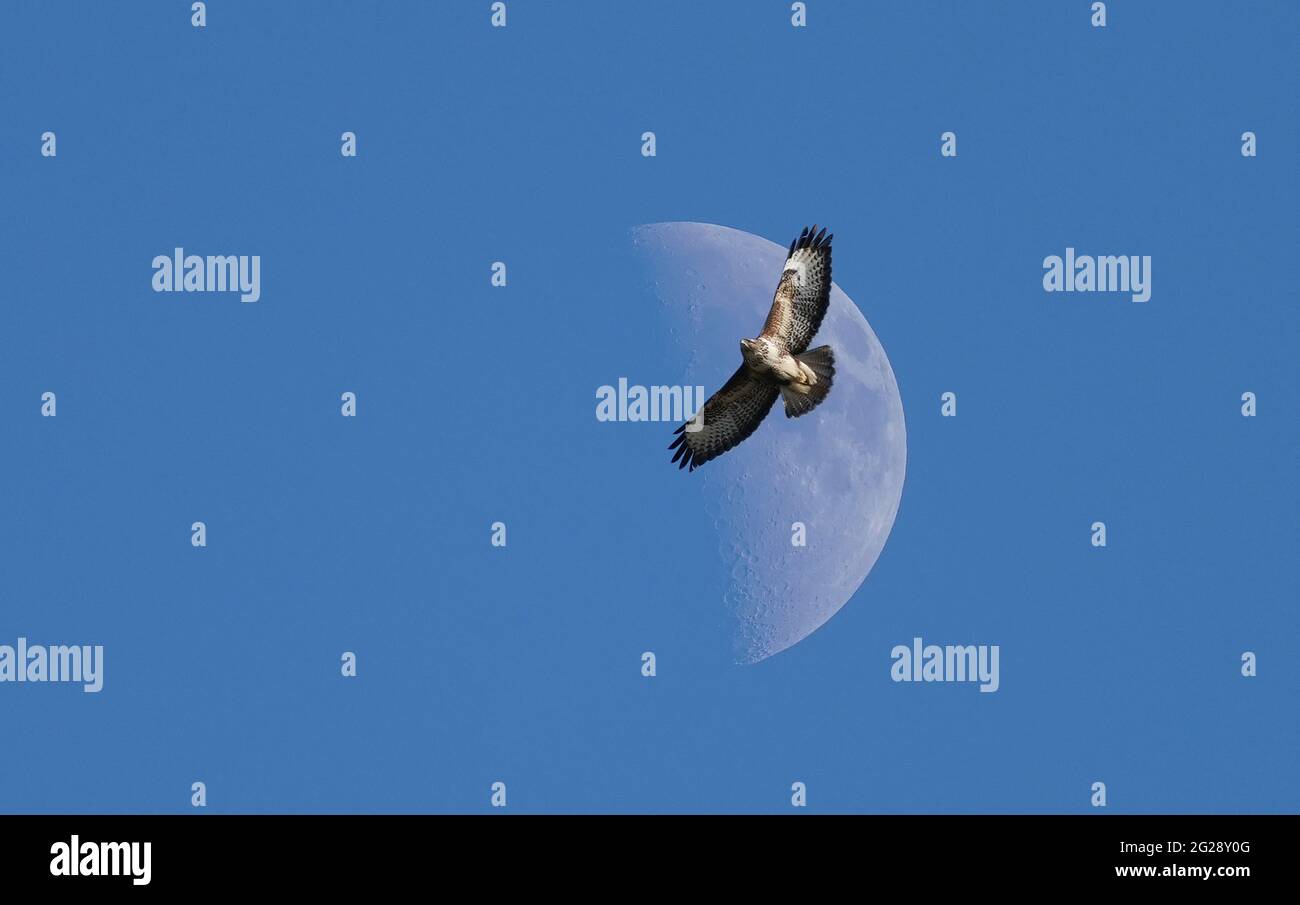 Buzzard passing the Moon Stock Photo - Alamy