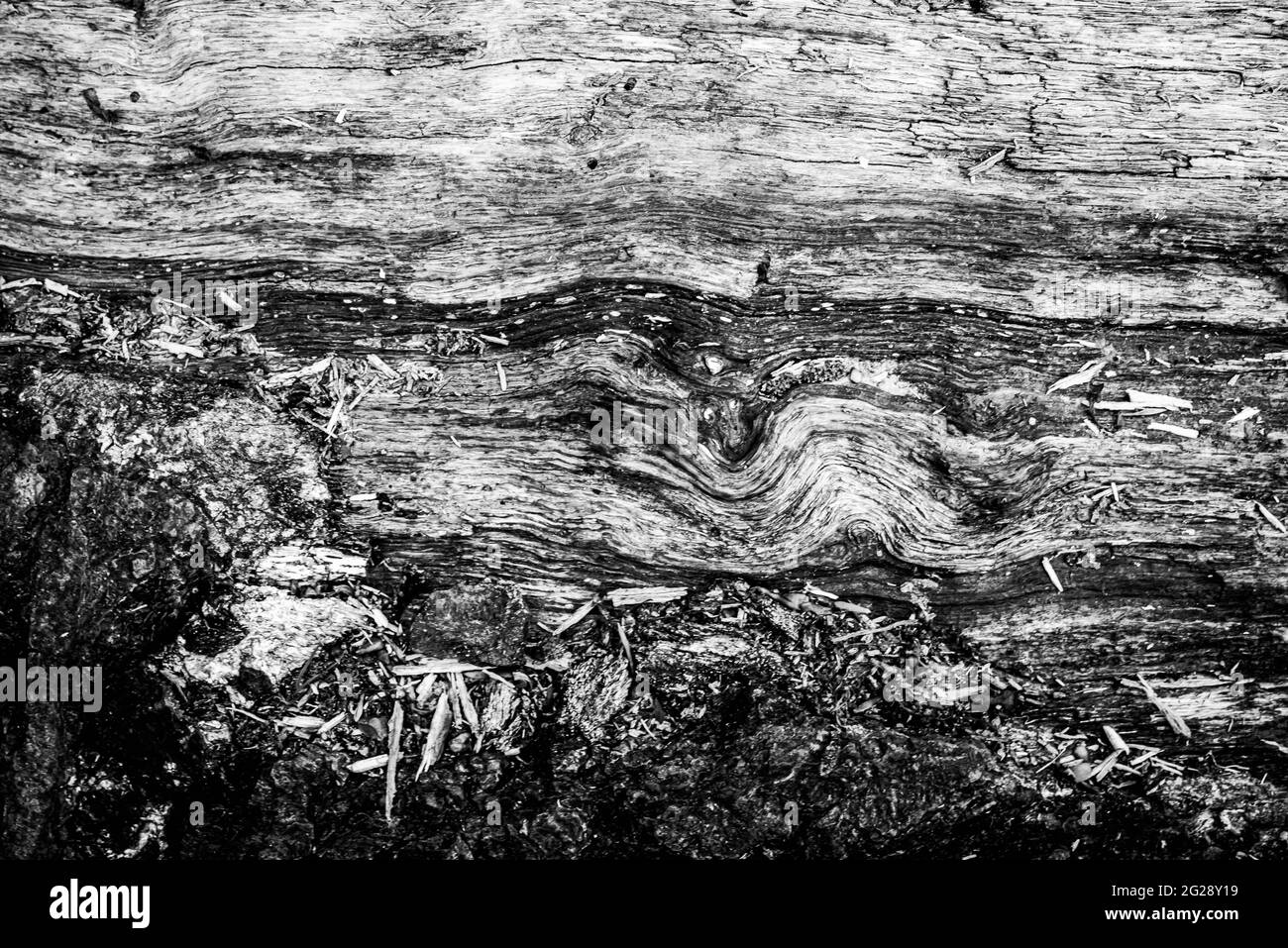 A close image of a dead tree showing the lines, contours and wrinkles ...