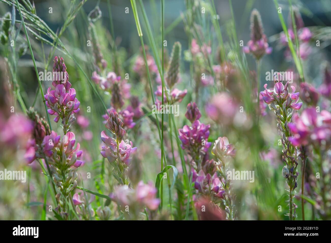 Perennial pasture legume hi-res stock photography and images - Alamy