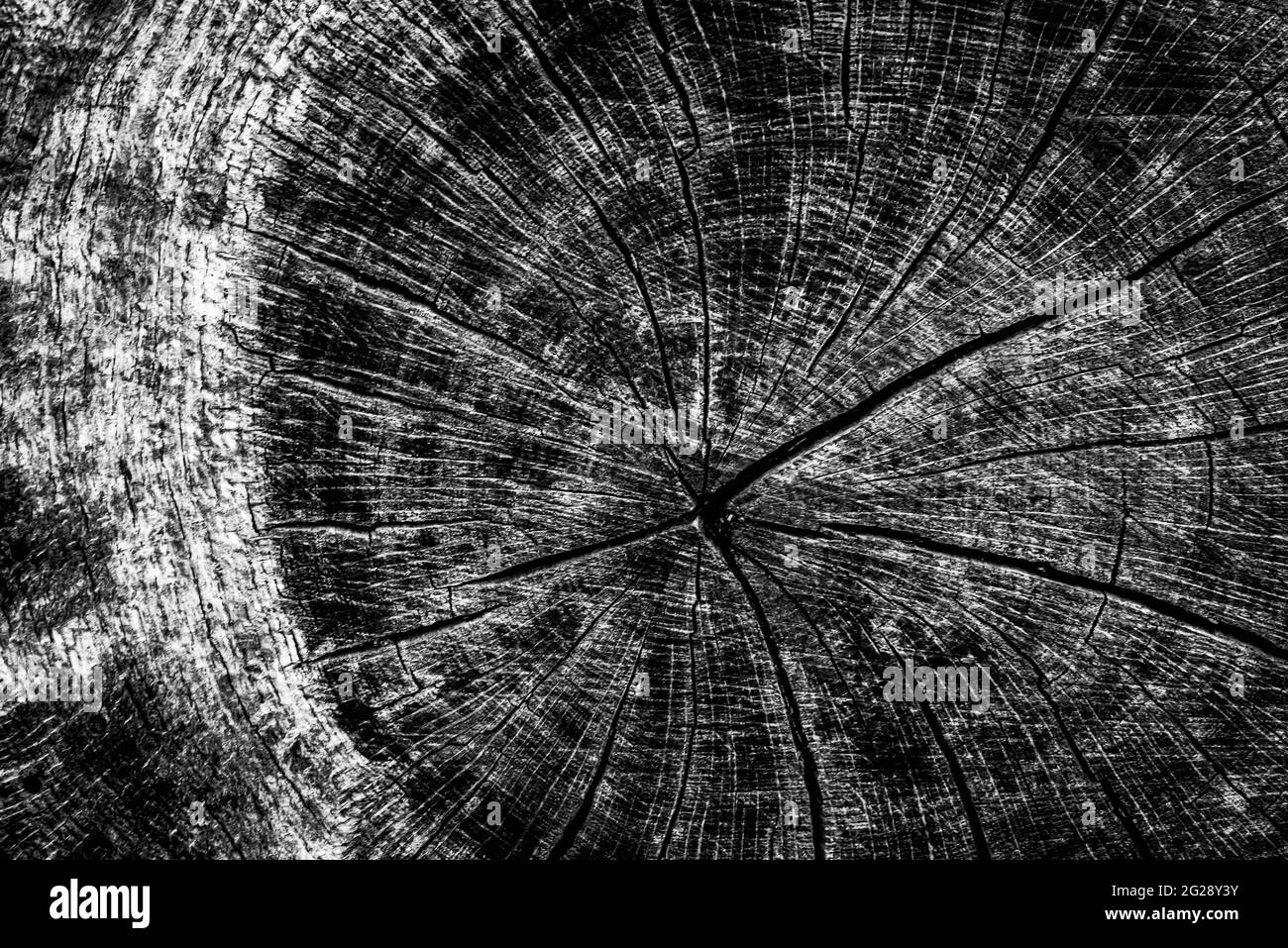 A close image of a dead tree showing the lines, contours and wrinkles ...